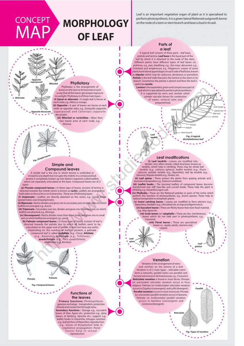 NEET Biology Morphology of Leaf Concept Map